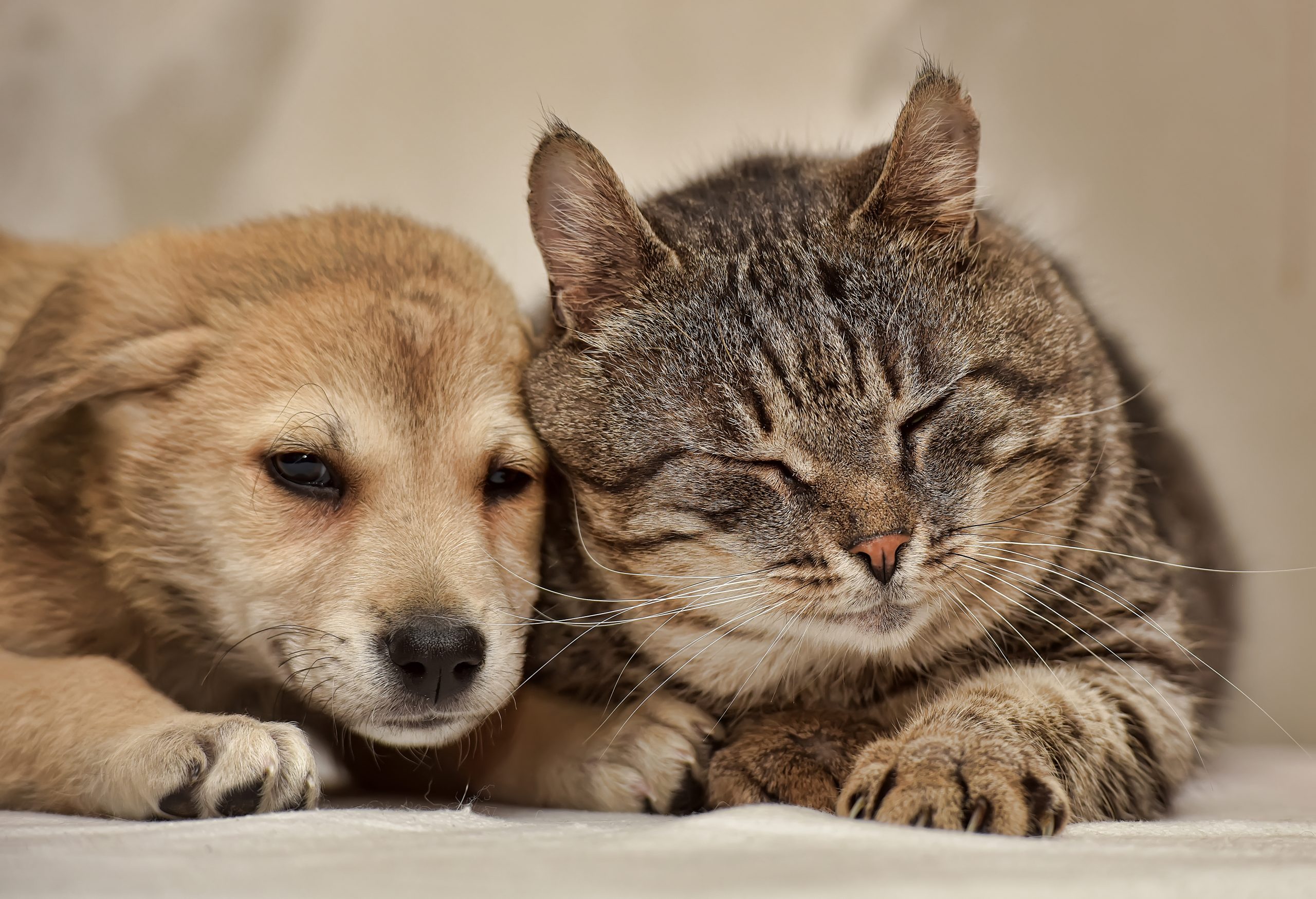 Retiran del mercado un fármaco veterinario para perros, gatos y ...