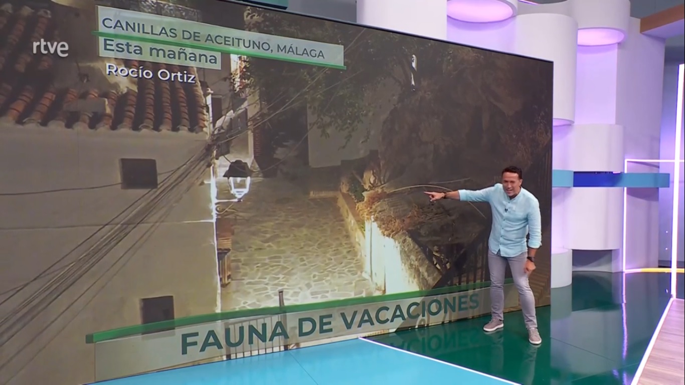 Vídeo: Un ejemplar de macho montés se refresca en Canillas de Aceituno ...