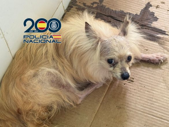 La Policía Nacional descubre un criadero de animales en Almayate y ...